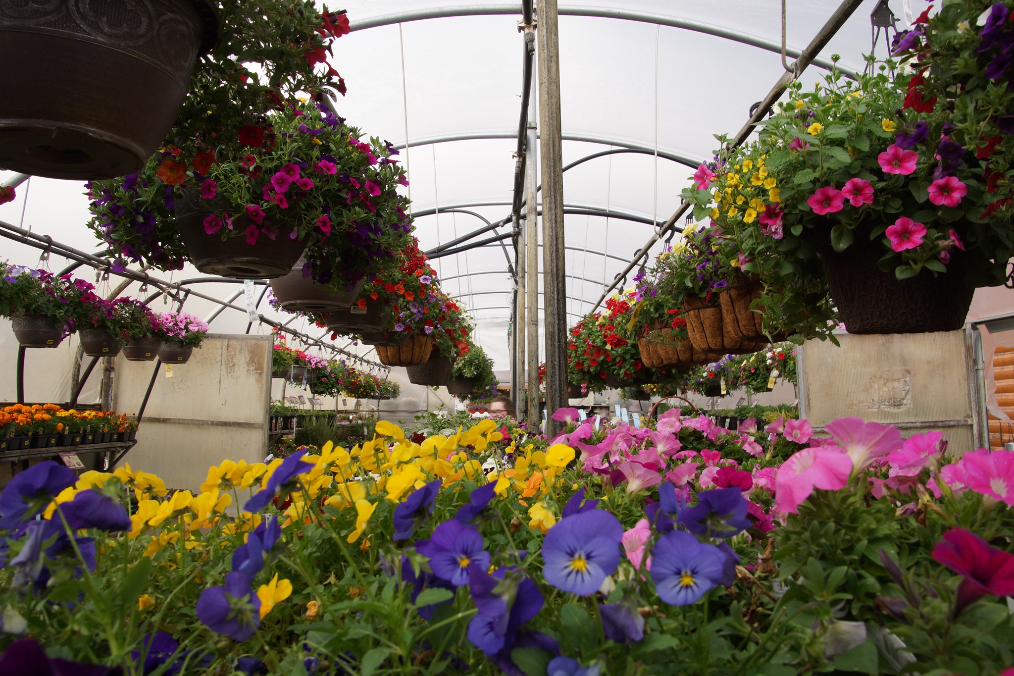 Spring Awakening: Gardening Tips & Local Nurseries and Greenhouses ...